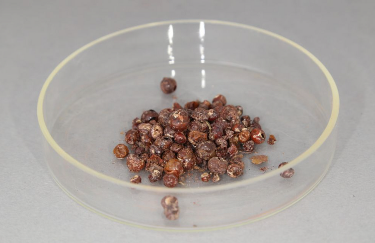 KERMES - Insecto Desecado – AGARAGAR